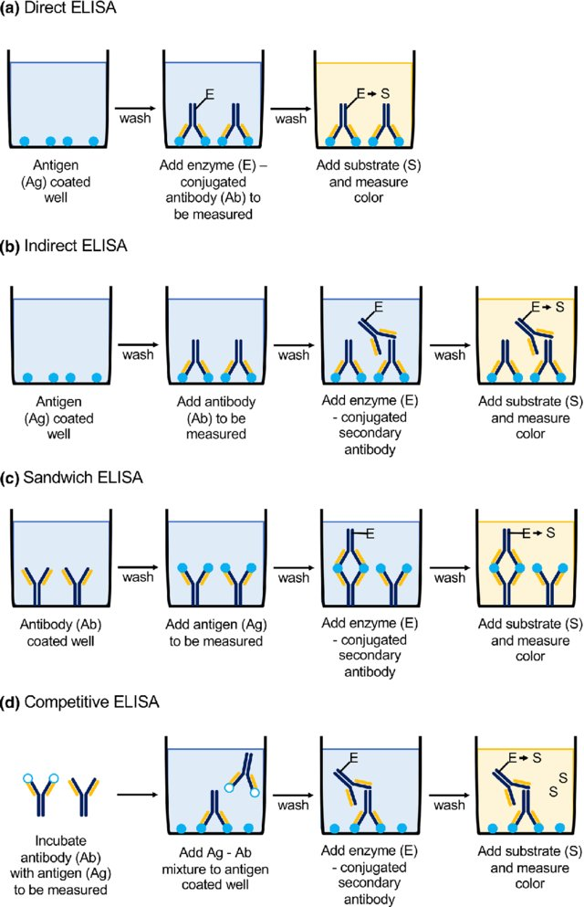 Heterogeneous vs. Homogeneous Assays